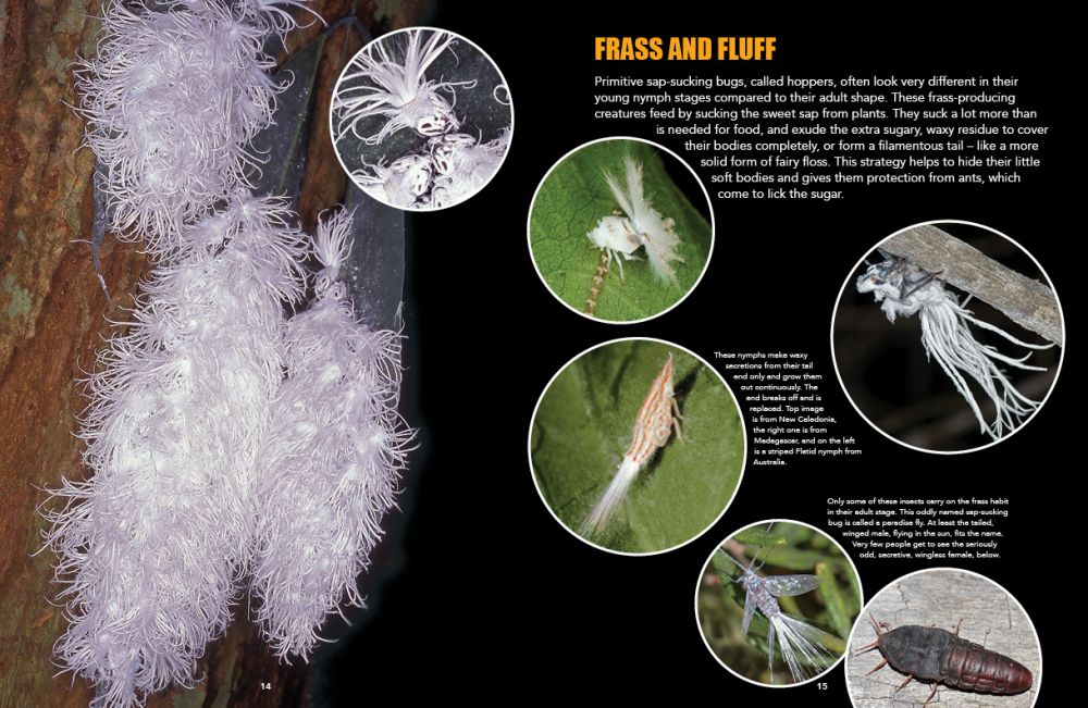 Weirdest Looking Animals And Bugs 18 Weirdest Animals: Meet The Weird